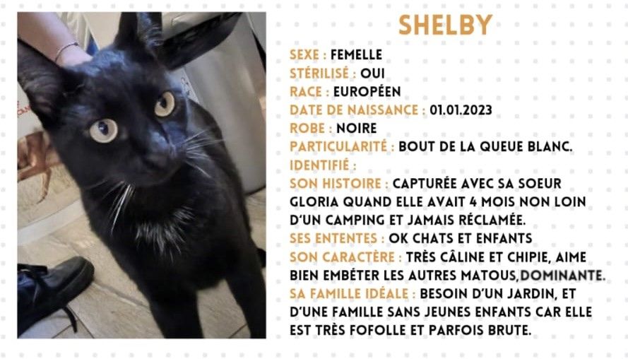 Shelby - Au Service des Animaux 06